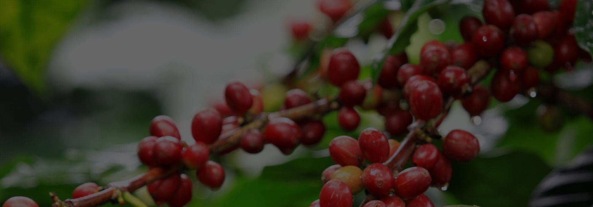 Café de Chiapas – Café orgánico chiapaneco de calidad excepcional